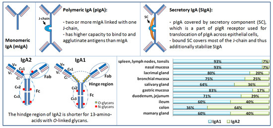 The Role of IgA in the Pathogenesis of IgA Nephropathy