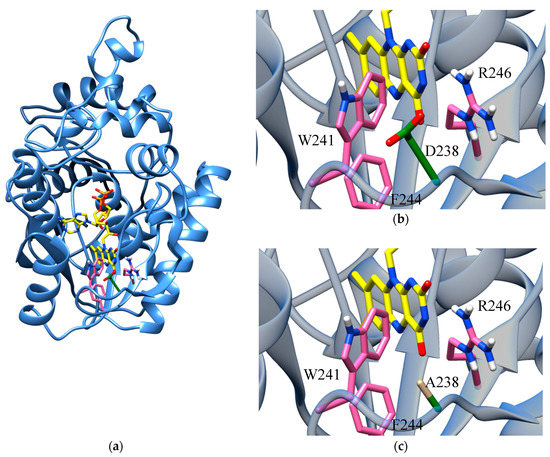 IJMS | Special Issue : Flavin Adenine Dinucleotide (FAD): Biosynthesis ...