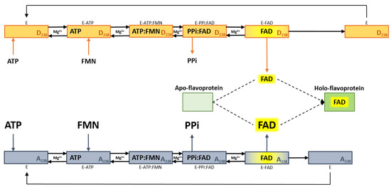 IJMS | Special Issue : Flavin Adenine Dinucleotide (FAD): Biosynthesis ...