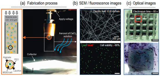 Cell-Electrospinning and Its Application for Tissue Engineering
