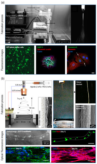 Cell-Electrospinning and Its Application for Tissue Engineering