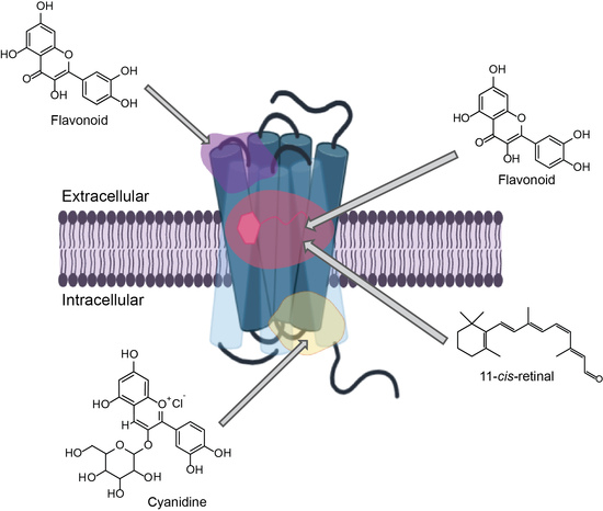 IJMS | Free Full-Text | The Retinoid and Non-Retinoid Ligands of the ...