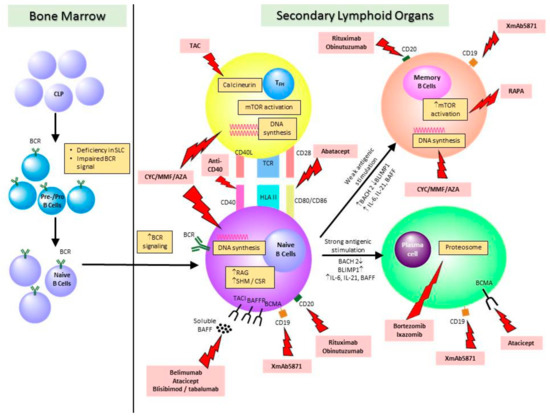 B Cell Abnormalities in Systemic Lupus Erythematosus and Lupus ...