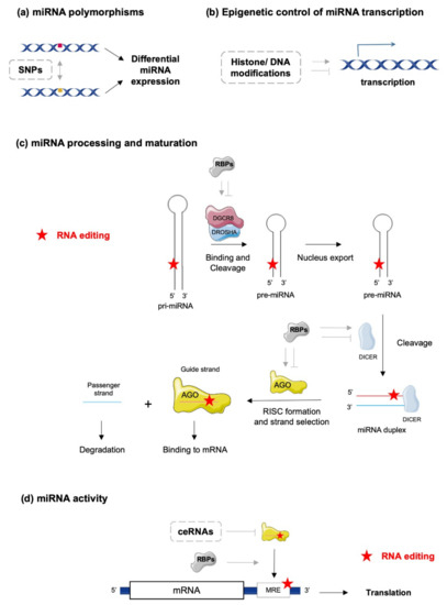 Deciphering miRNAs’ Action through miRNA Editing