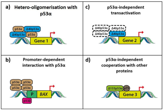 The Emerging Landscape of p53 Isoforms in Physiology, Cancer and ...