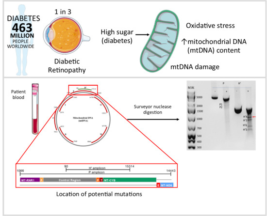 IJMS | Free Full-Text | The Detection and Partial Localisation of ...