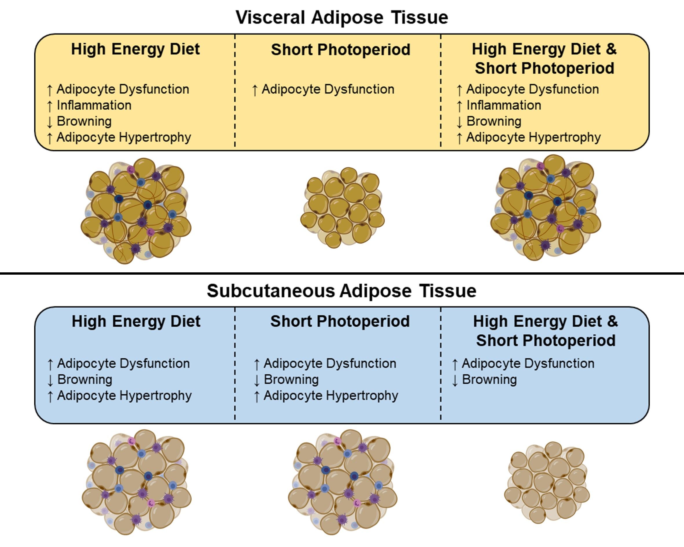 IJMS | Free Full-Text | High-Energy Diet and Shorter Light Exposure ...