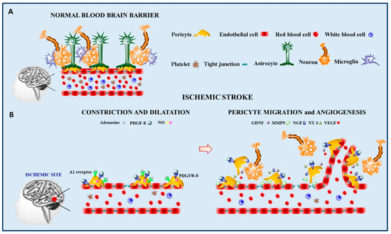 Pericytes in Microvessels: From “Mural” Function to Brain and Retina ...