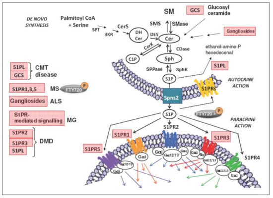 S1P/S1P Receptor Signaling in Neuromuscolar Disorders