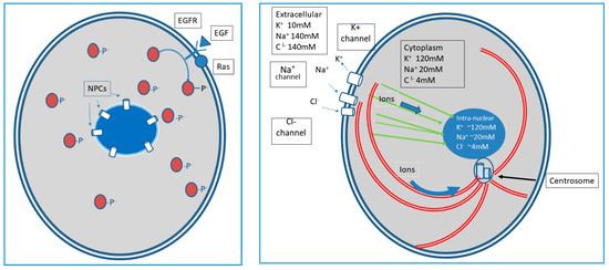 Ion-Based Cellular Signal Transmission, Principles of Minimum ...