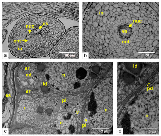 Distinct Differentiation Characteristics of Endothelium Determine Its ...
