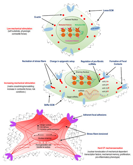 Cell-Based Mechanosensation, Epigenetics, and Non-Coding RNAs in ...