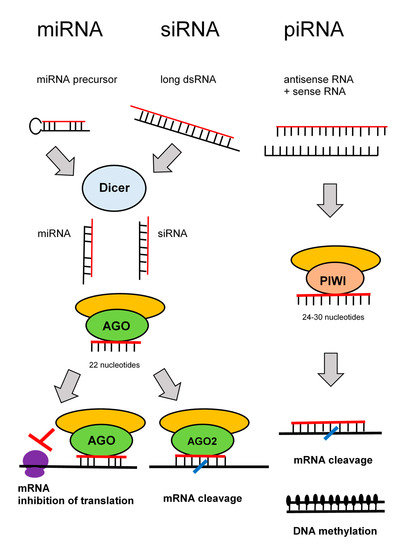 IJMS | Free Full-Text | Epigenetic Regulation in Etiology of Type 1 ...