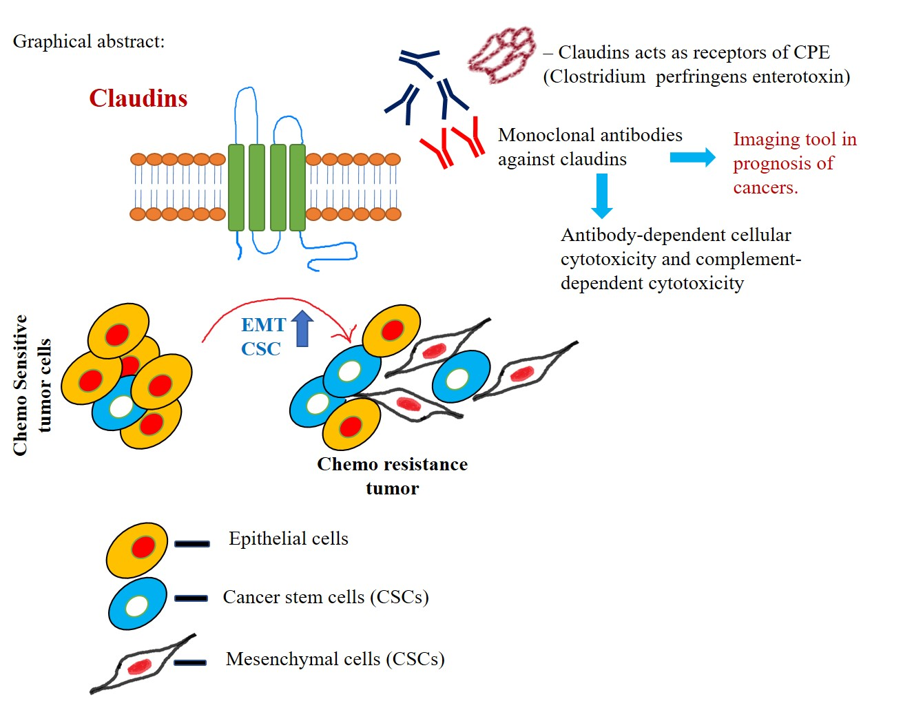 IJMS | Free Full-Text | Role of Claudin Proteins in Regulating Cancer Stem Cells and ...