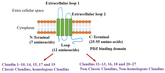 Role of Claudin Proteins in Regulating Cancer Stem Cells and ...