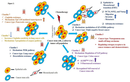 Role of Claudin Proteins in Regulating Cancer Stem Cells and ...