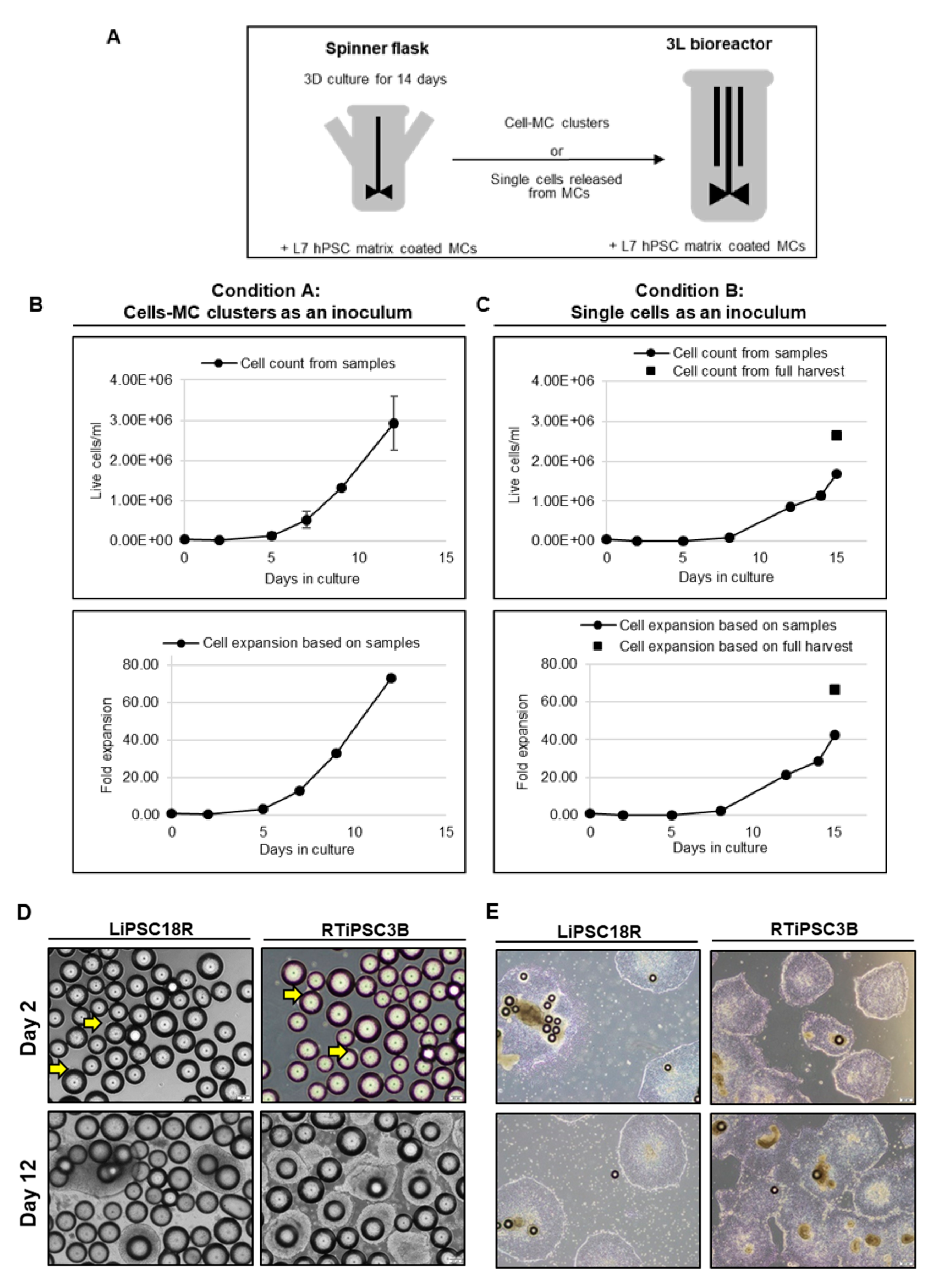 IJMS | Free Full-Text | End-to-End Platform for Human Pluripotent Stem ...
