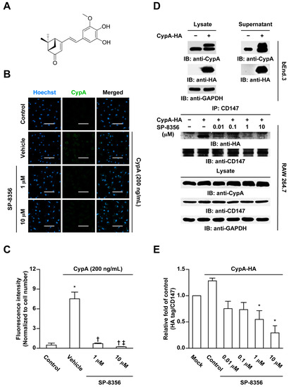 SP-8356, a Novel Inhibitor of CD147-Cyclophilin A Interactions, Reduces ...