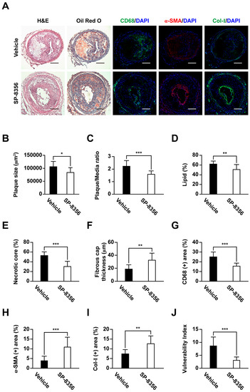 SP-8356, a Novel Inhibitor of CD147-Cyclophilin A Interactions, Reduces ...