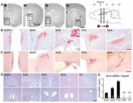 Neurochemical Characterization of Neurons Expressing Estrogen Receptor ...