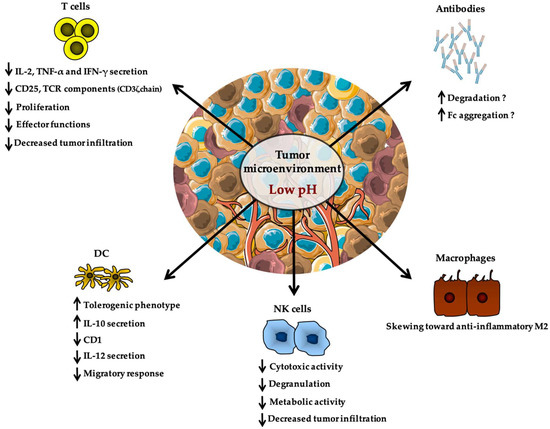 Tumor Microenvironment: A Metabolic Player that Shapes the Immune Response
