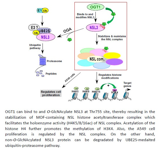 IJMS | Free Full-Text | O-GlcNAc-Modification of NSL3 at Thr755 Site ...