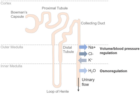 IJMS | Free Full-Text | Claudins in the Renal Collecting Duct