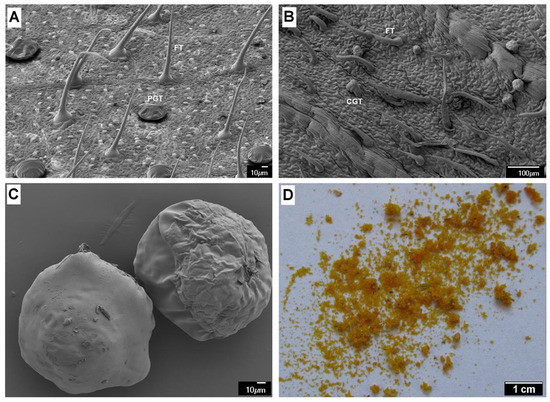 Dissection of Dynamic Transcriptome Landscape of Leaf, Bract, and ...