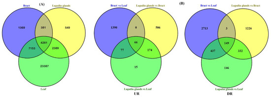 Dissection of Dynamic Transcriptome Landscape of Leaf, Bract, and ...