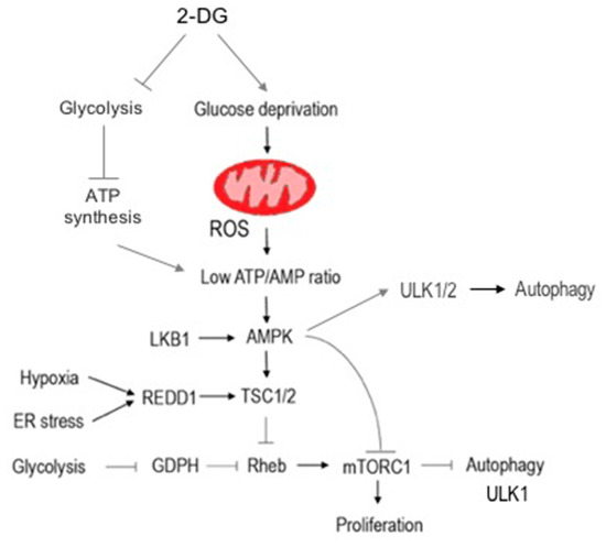 2-Deoxy-d-Glucose and Its Analogs: From Diagnostic to Therapeutic Agents