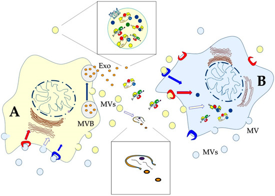 Ijms Free Full Text Cell To Cell Communication In Learning And