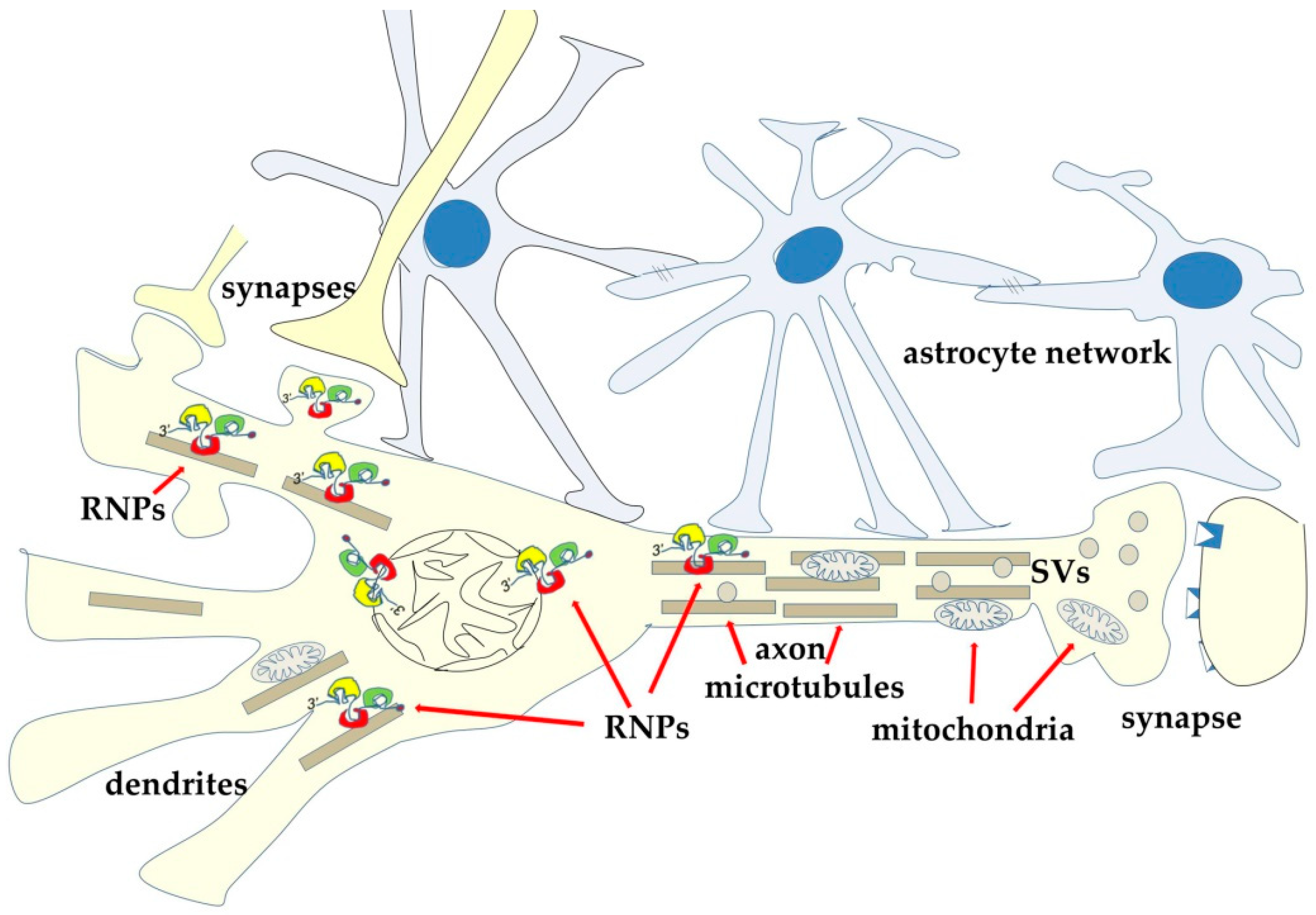 Ijms Free Full Text Cell To Cell Communication In Learning And
