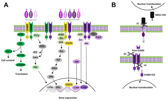 On the Modulatory Roles of Neuregulins/ErbB Signaling on Synaptic ...