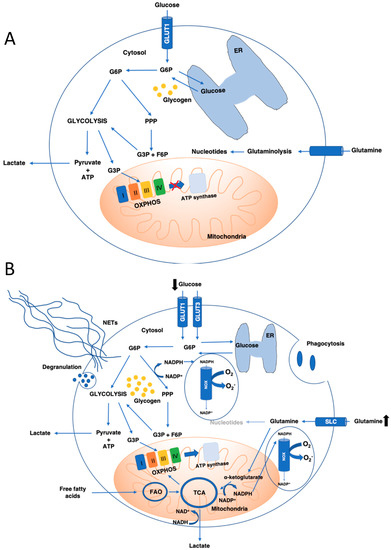 Neutrophil Metabolic Shift during Their Lifecycle: Impact on Their ...