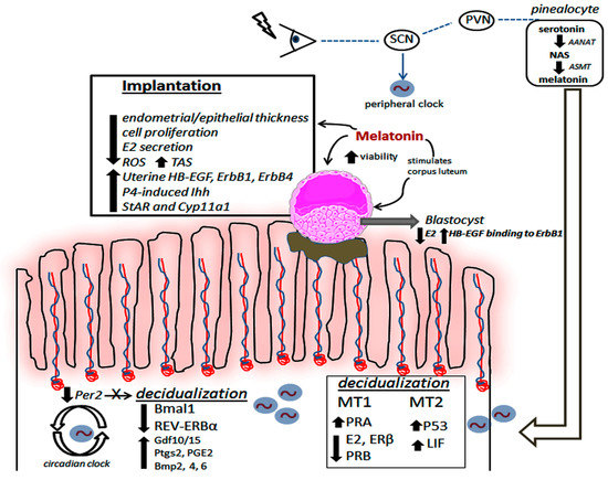 Melatonin Promotes Uterine and Placental Health: Potential Molecular ...