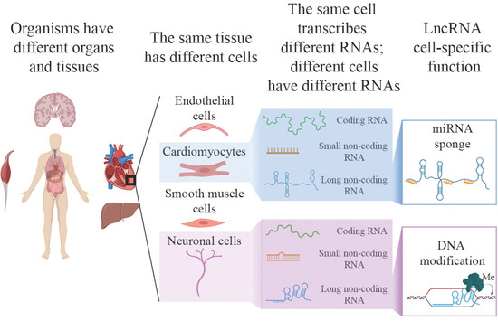 IJMS | Free Full-Text | A Single Cell but Many Different Transcripts: A ...