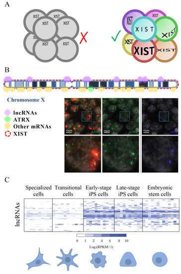 A Single Cell but Many Different Transcripts: A Journey into the World ...