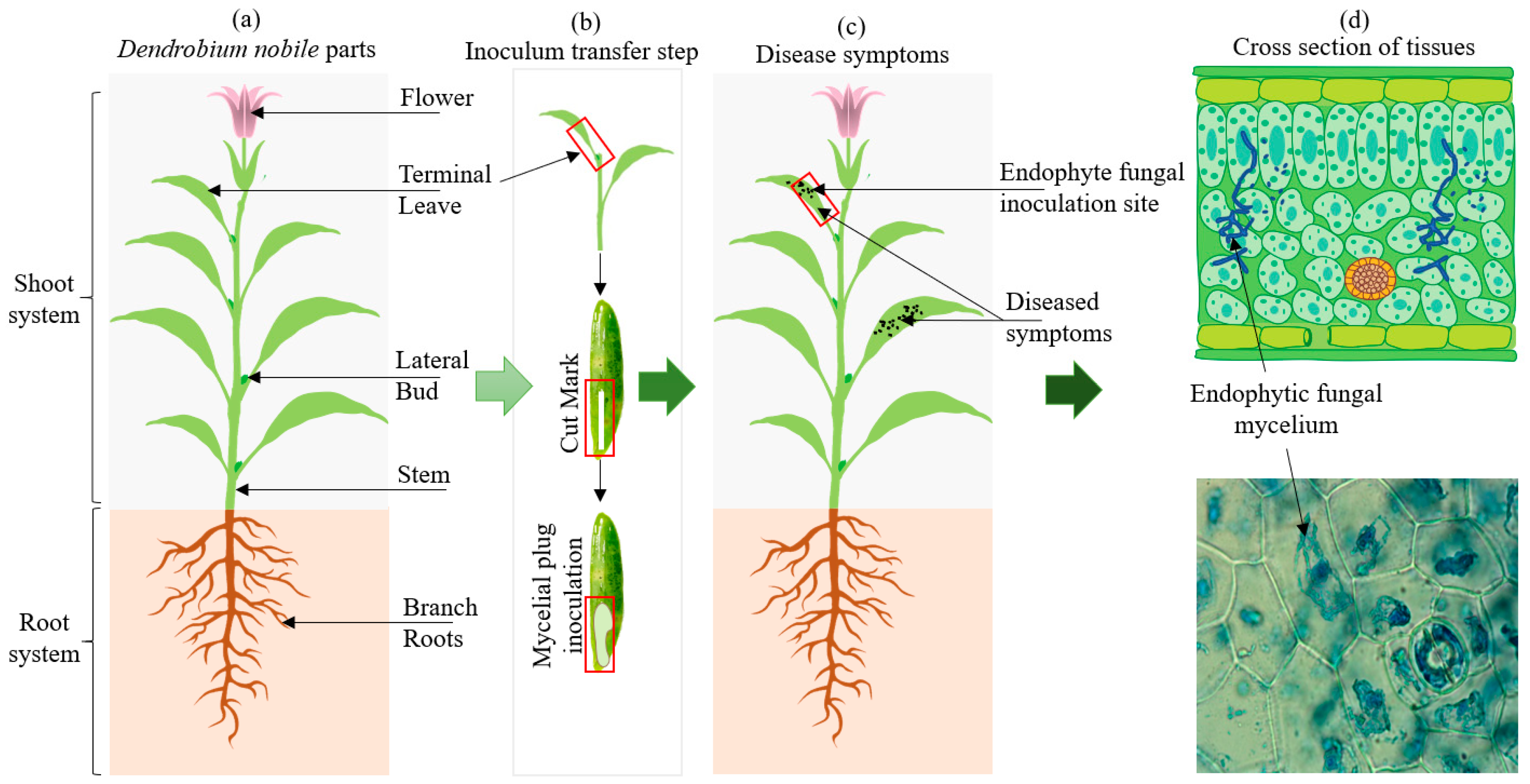 Molecular Identification of Endophytic Fungi and Their Pathogenicity ...