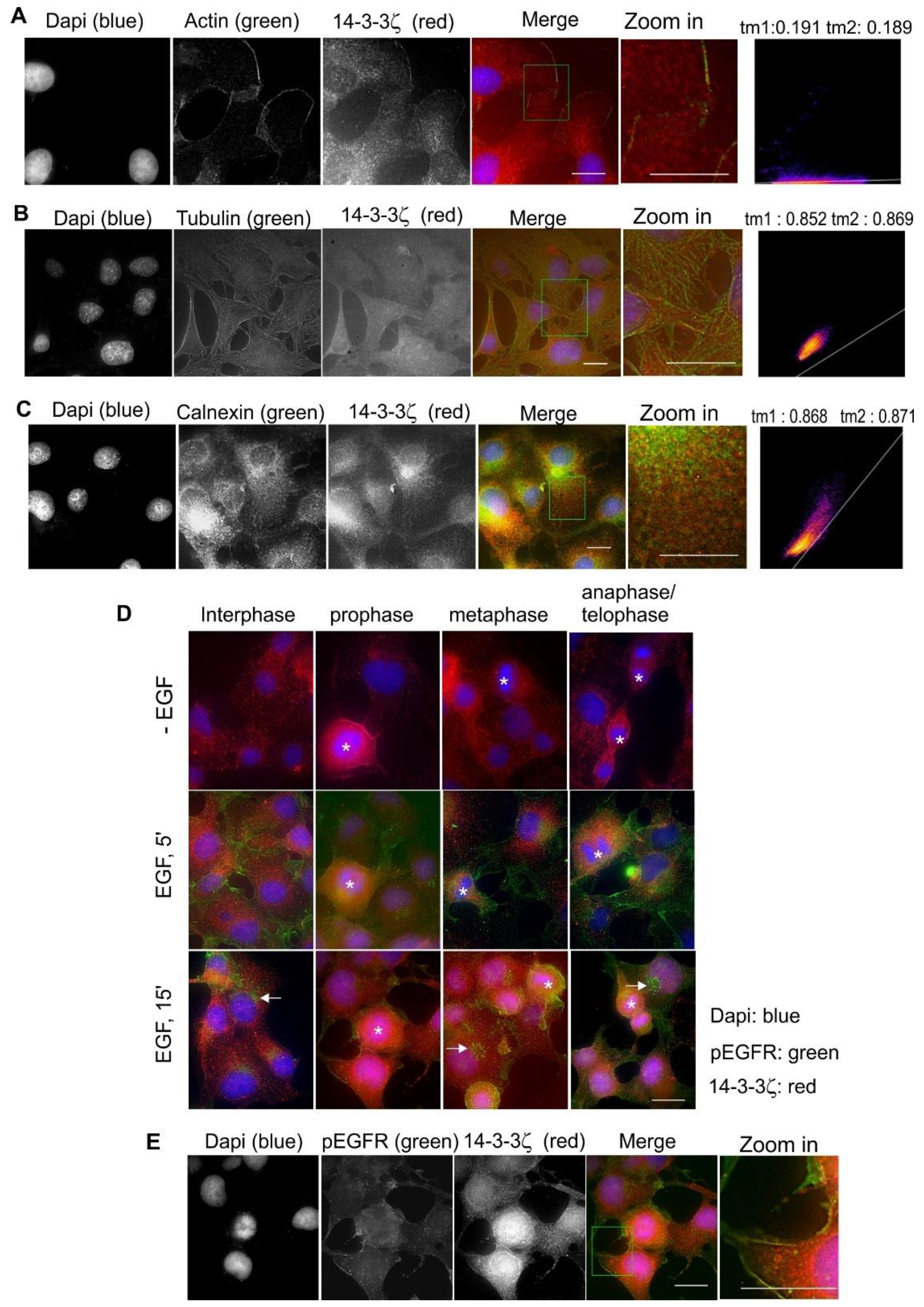Differential Subcellular Distribution and Translocation of Seven 14-3-3 ...