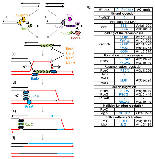 DNA Repair and the Stability of the Plant Mitochondrial Genome