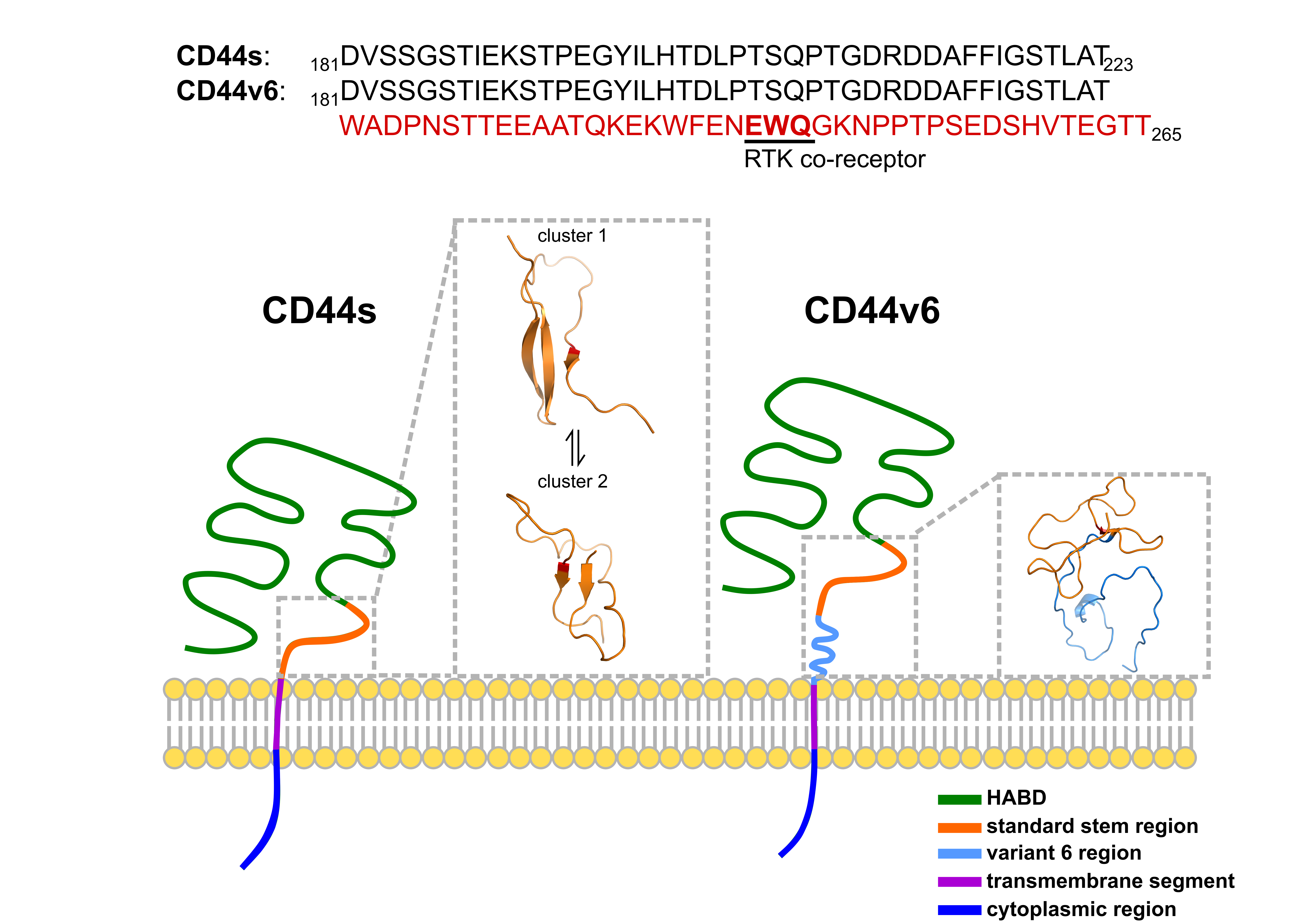 IJMS | Free Full-Text | Structural Characterization of the CD44 Stem ...