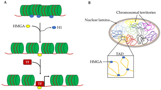 IJMS | Special Issue : HMG Proteins in Development and Disease