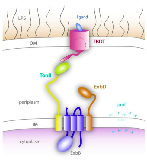 Structure and Stoichiometry of the Ton Molecular Motor
