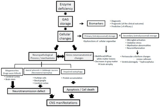 Novel Enzyme Replacement Therapies for Neuropathic Mucopolysaccharidoses