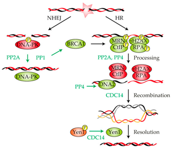 Cell Cycle and DNA Repair Regulation in the Damage Response: Protein ...