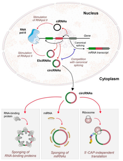 Circular RNA-Centered Regulatory Networks in the Physiopathology of Cardiovascular Diseases