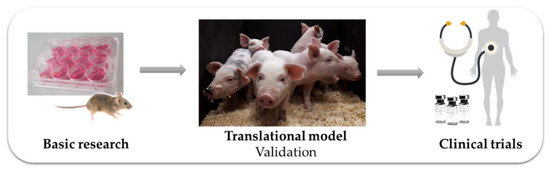 Genetically Engineered Pigs to Study Cancer