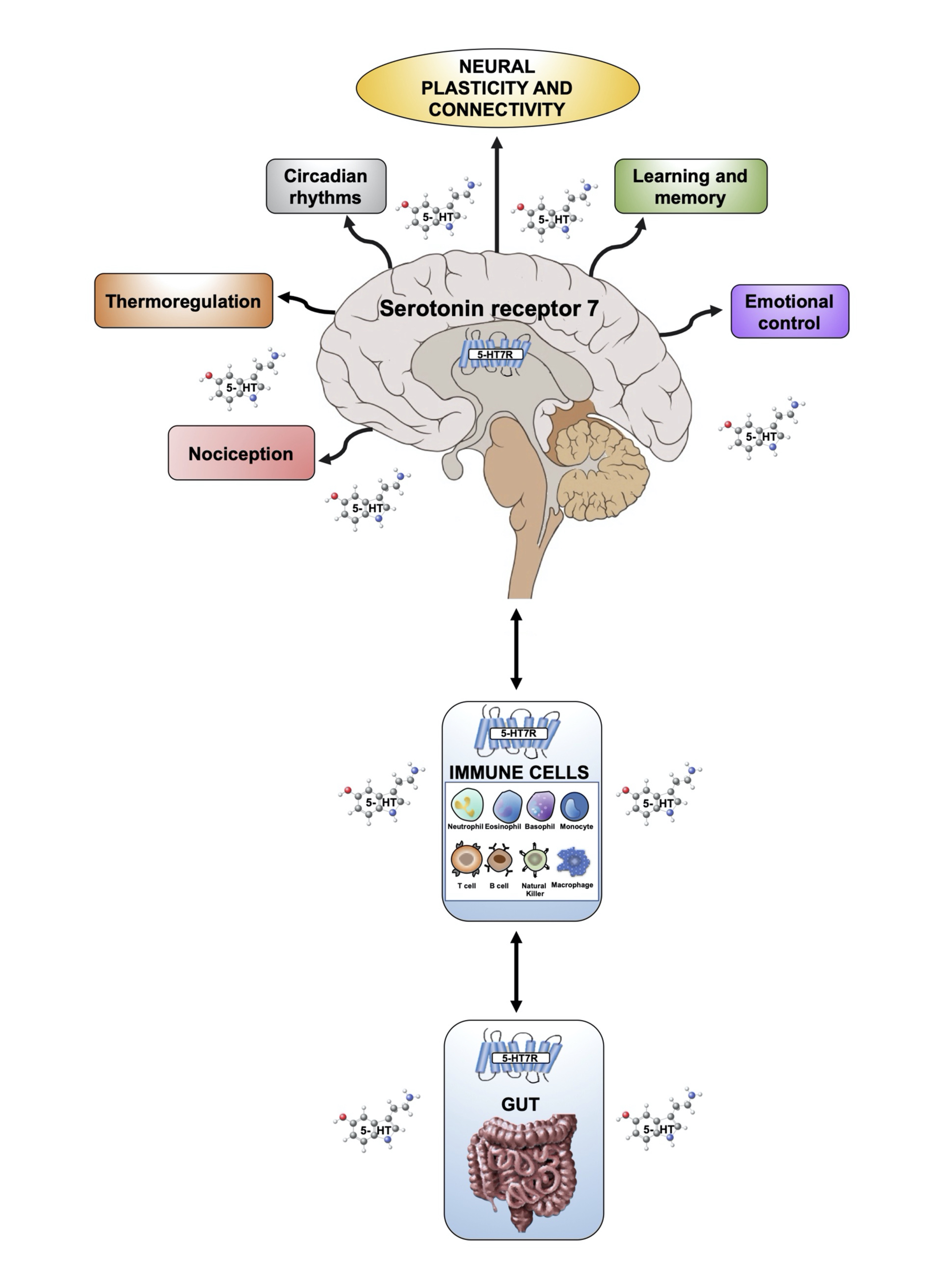 IJMS | Free Full-Text | Role of the Serotonin Receptor 7 in Brain ...