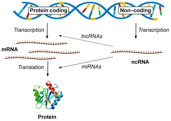 Idiopathic Pulmonary Fibrosis: Pathogenesis and the Emerging Role of ...