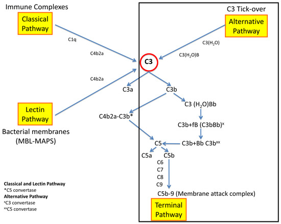 A Narrative Review on C3 Glomerulopathy: A Rare Renal Disease